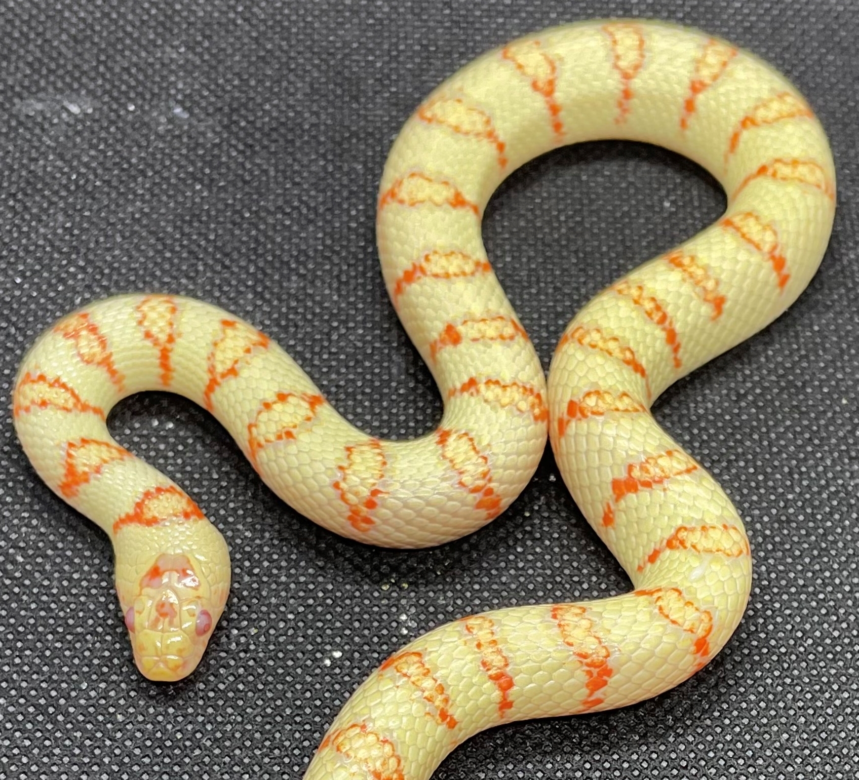 PT-Snakes - Pastel King