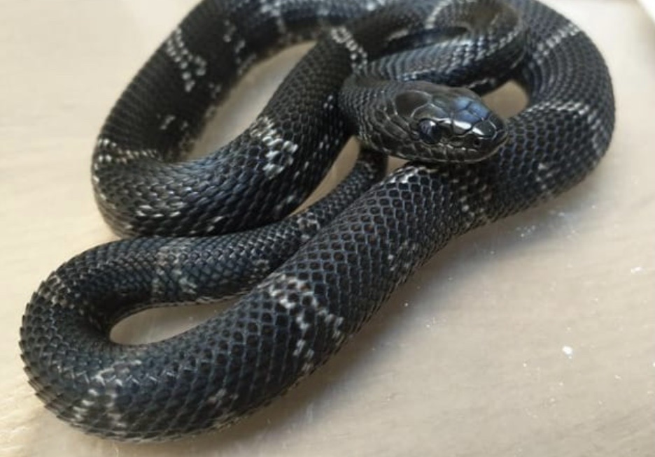 PT-Snakes - Amunnatter