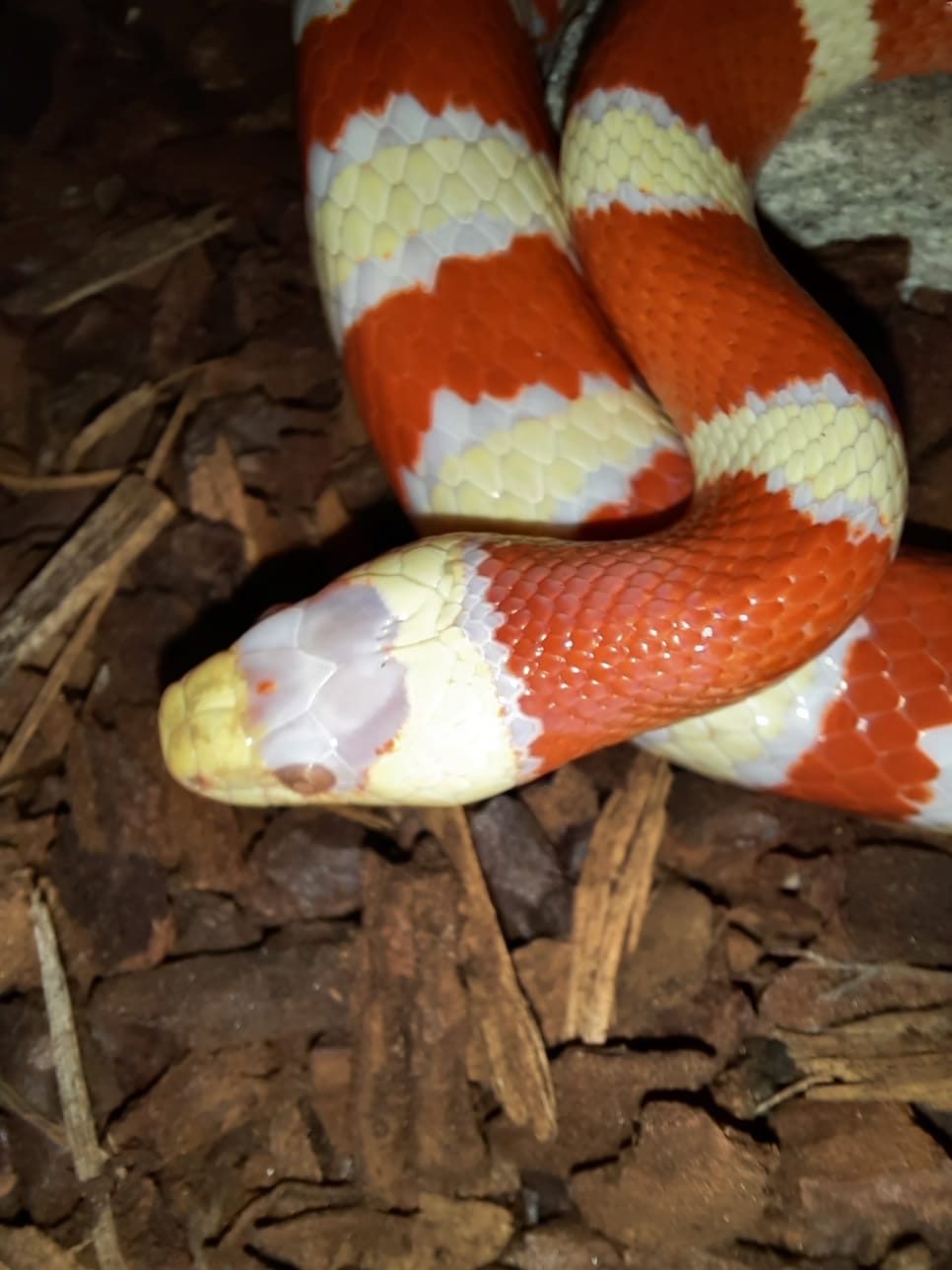 PT-Snakes - pyromelana