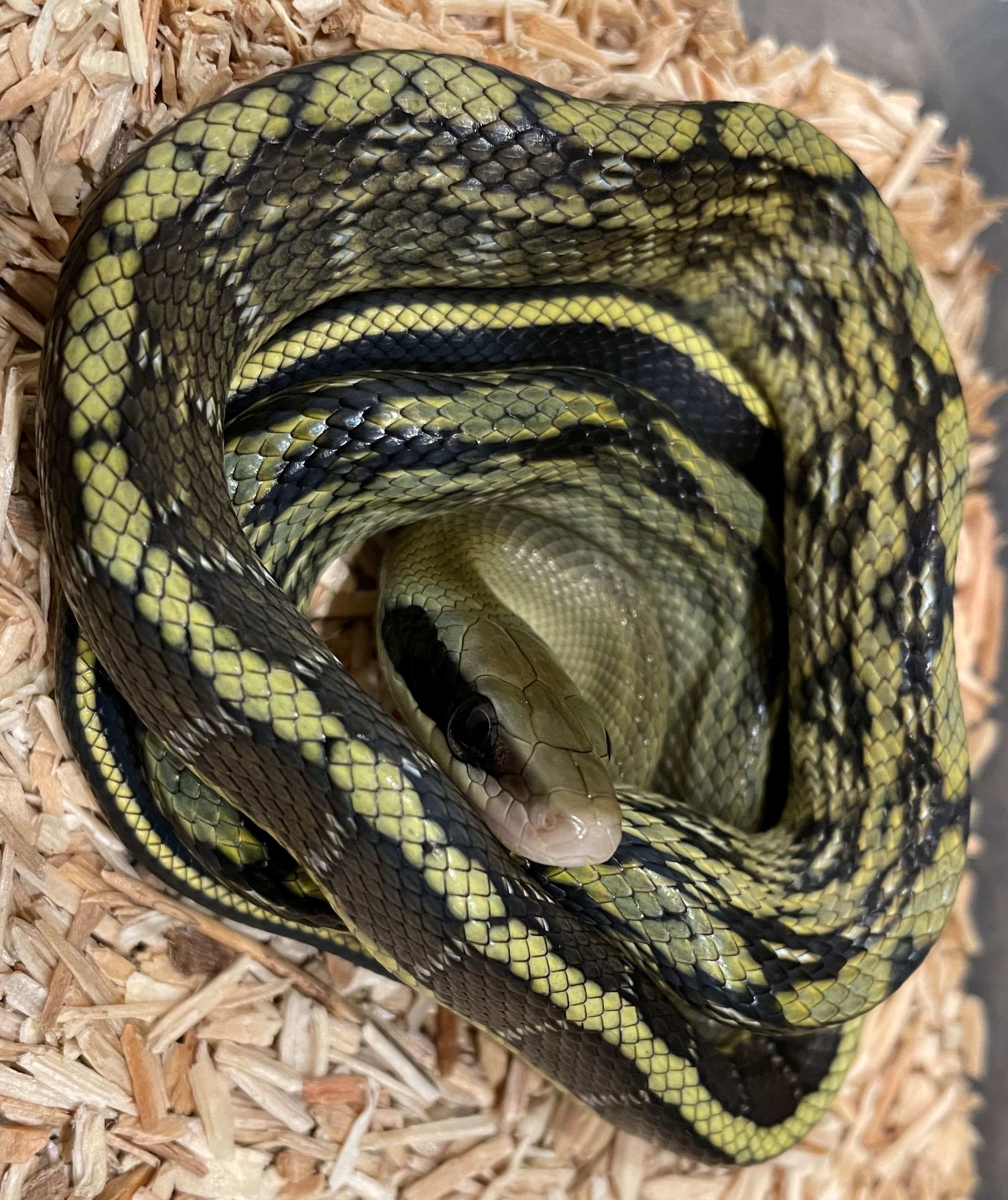 PT-Snakes - Schönnatter